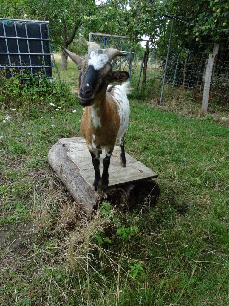 Quelques photos de mes boucs nains - EducPop